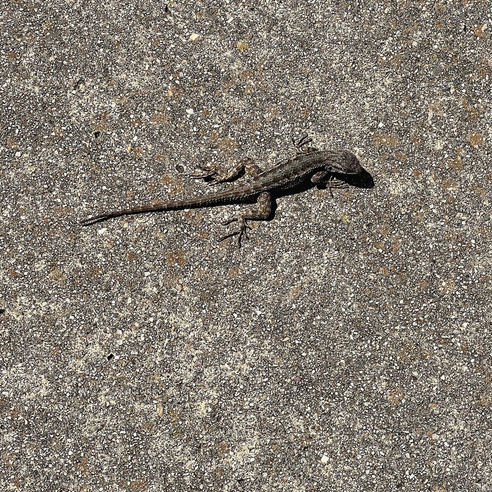 lizard-portrait | Thinking Through My Lens